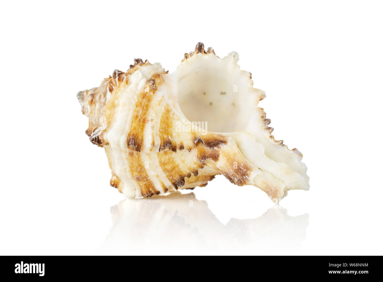 One whole mollusc shell empty with ocher spikes isolated on white ...