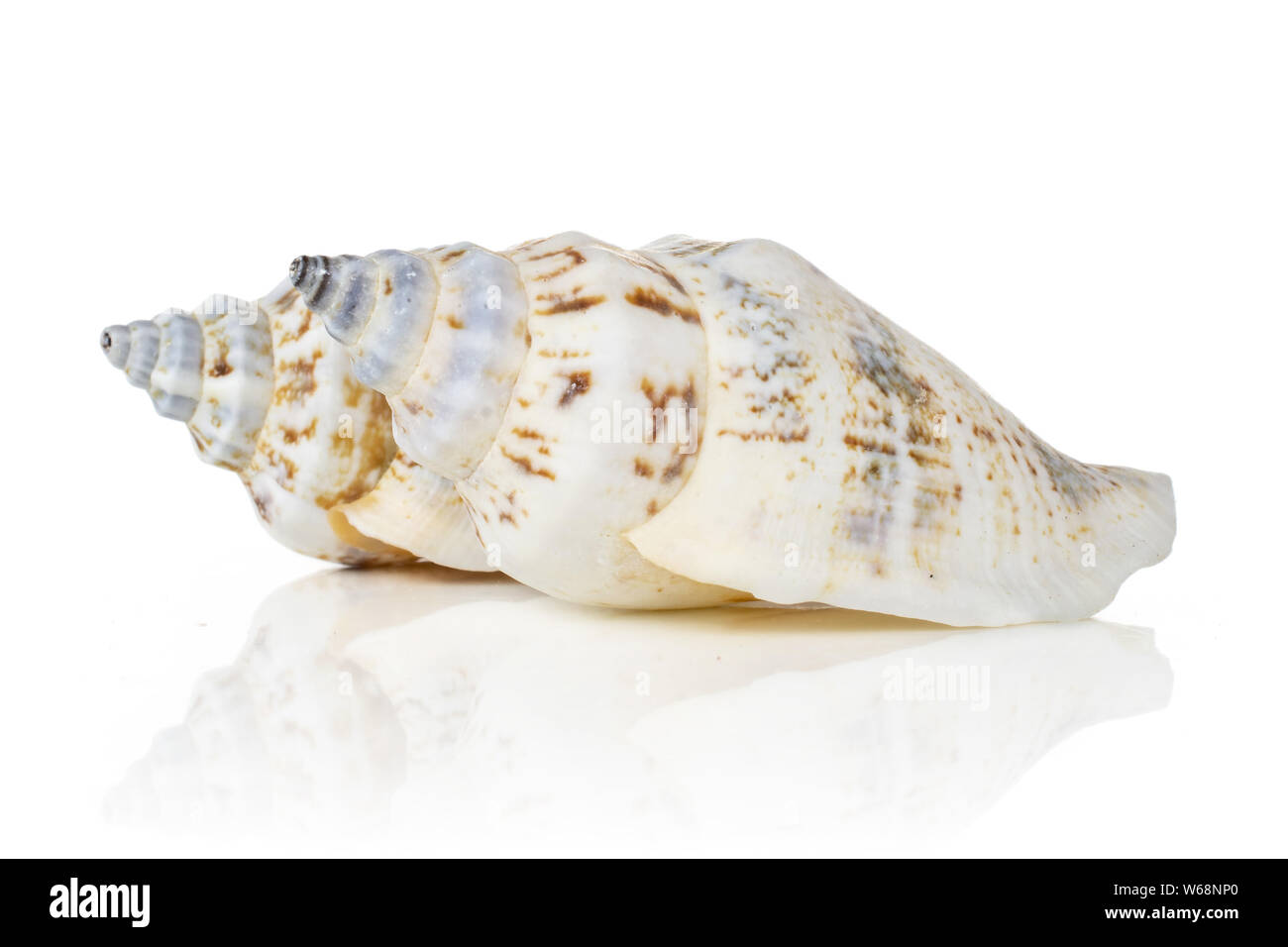 Group of two whole marine mollusc shell isolated on white background ...