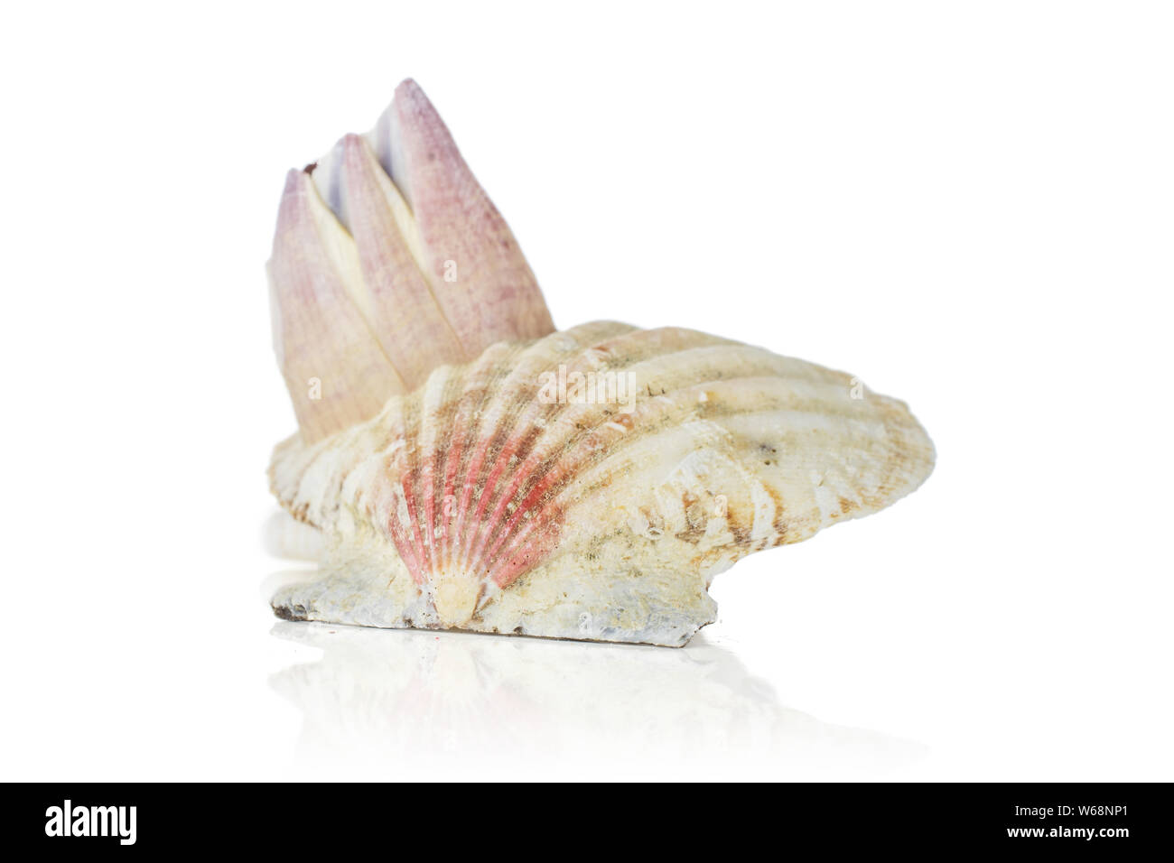 Concave flower hi-res stock photography and images - Alamy