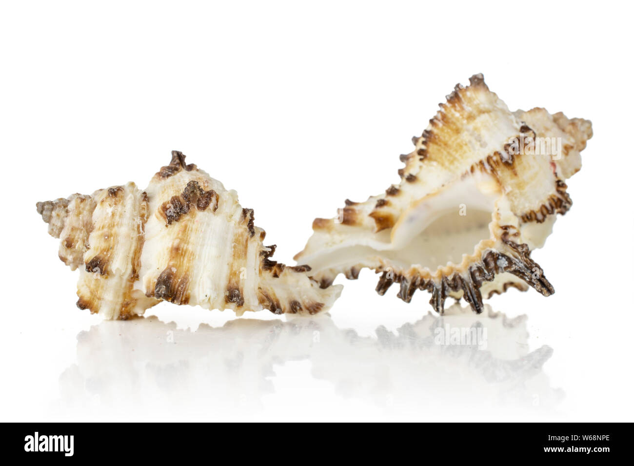 Group of two whole mollusc shell irregular form isolated on white ...