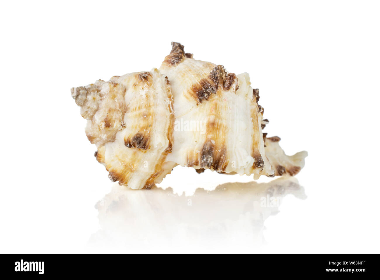 Seashell spikes Cut Out Stock Images & Pictures - Alamy