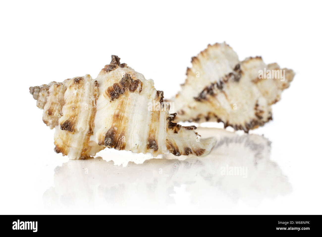 Group of two whole mollusc shell with ocher spikes isolated on white ...