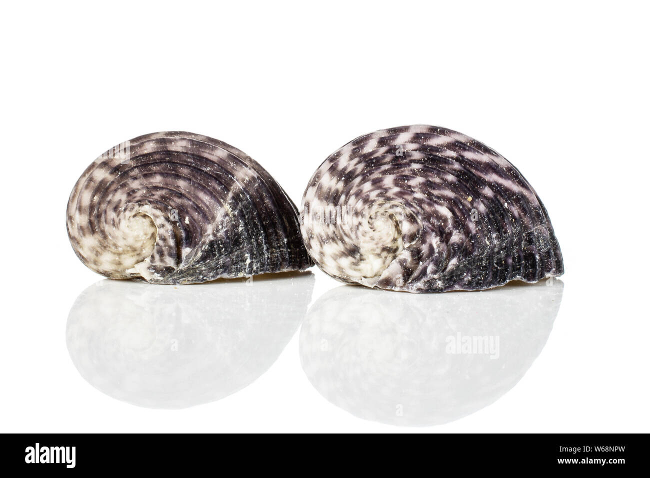 Group of two whole mollusc shell in row isolated on white background ...