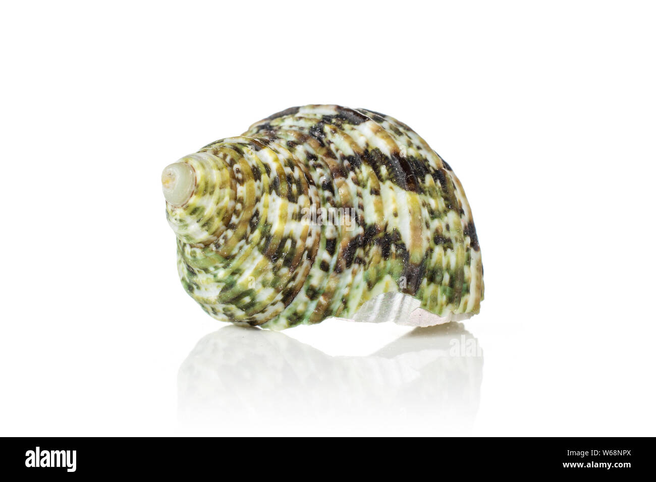 One whole green mollusc shell isolated on white background Stock Photo ...