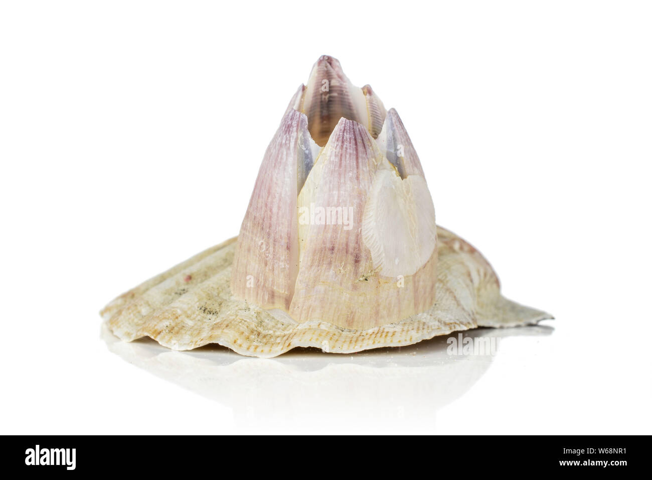 One whole mollusc shell like vulcano isolated on white background Stock ...