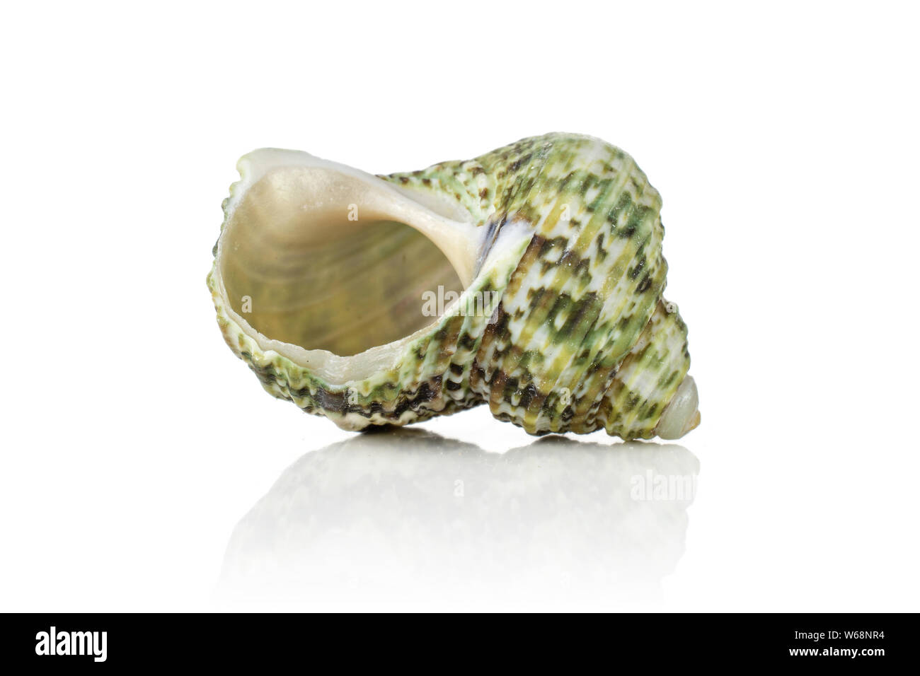 One whole mollusc shell green empty isolated on white background Stock ...