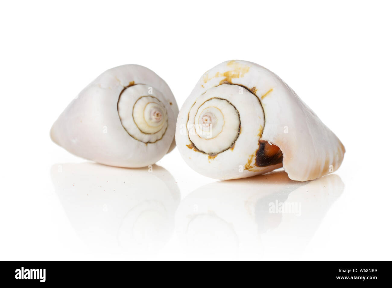 Group of two whole ivory mollusc shell isolated on white background ...