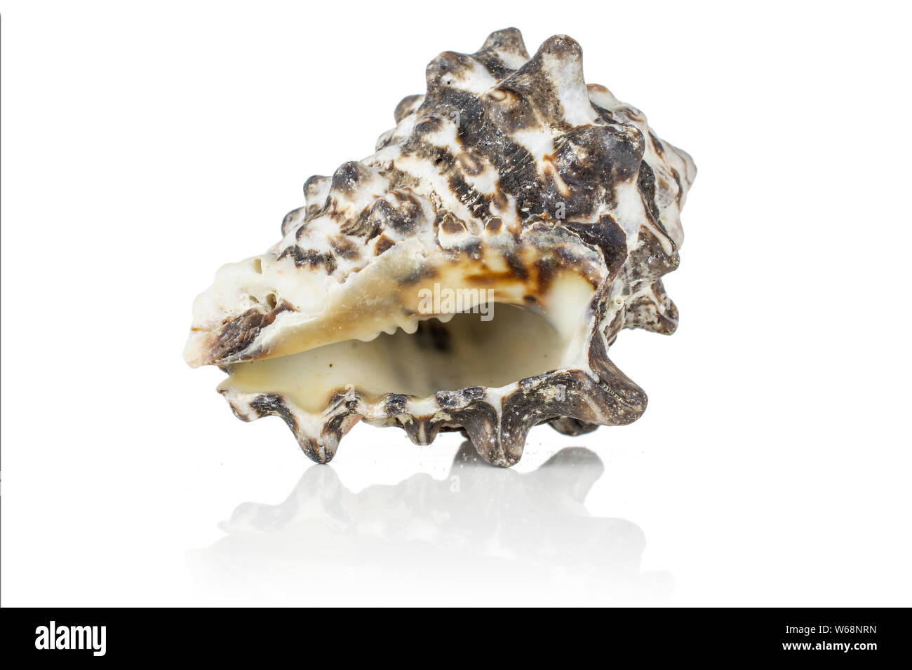 One whole mollusc shell empty with dark spikes isolated on white ...
