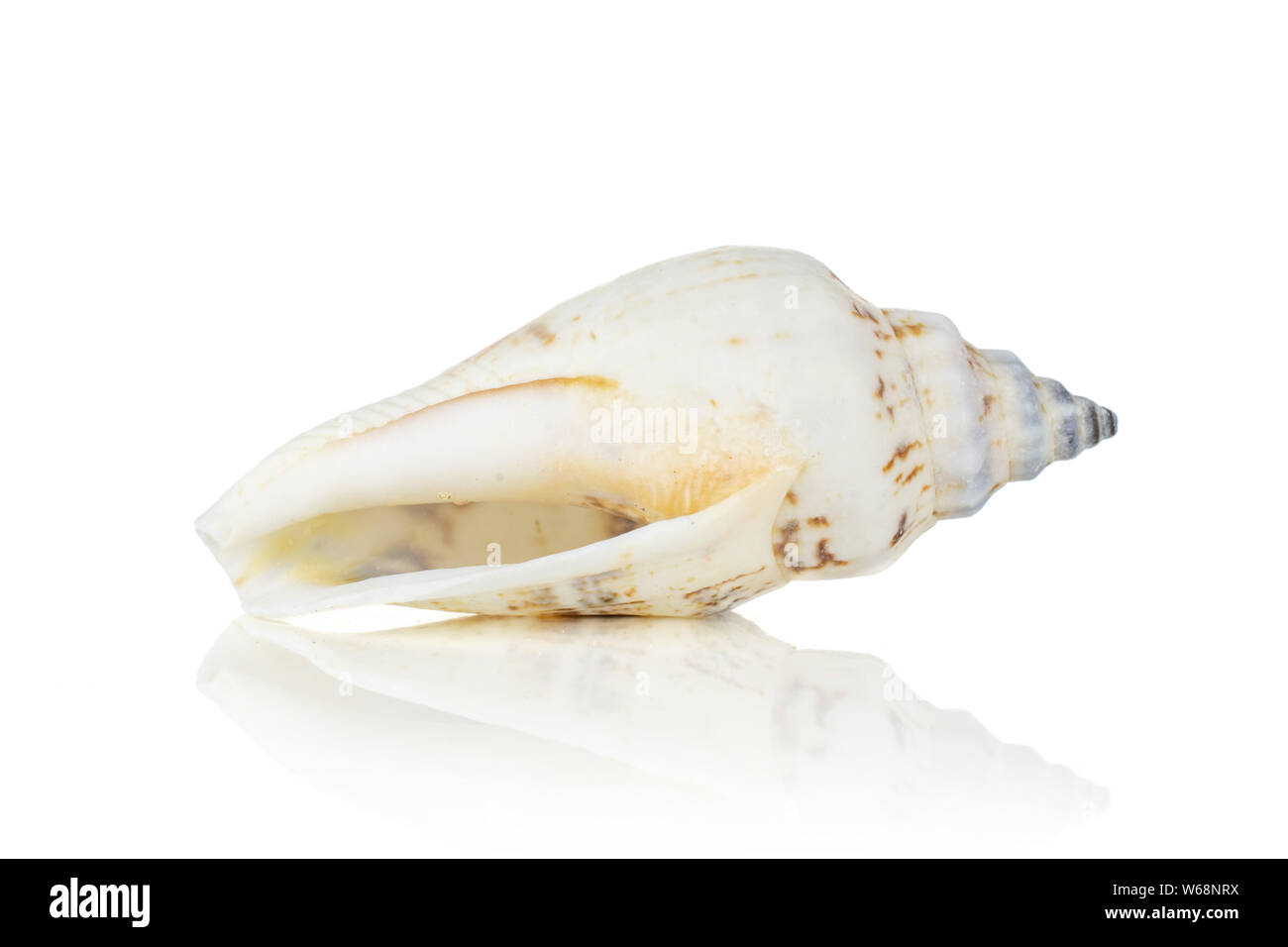 One whole ivory conical mollusc shell isolated on white background ...