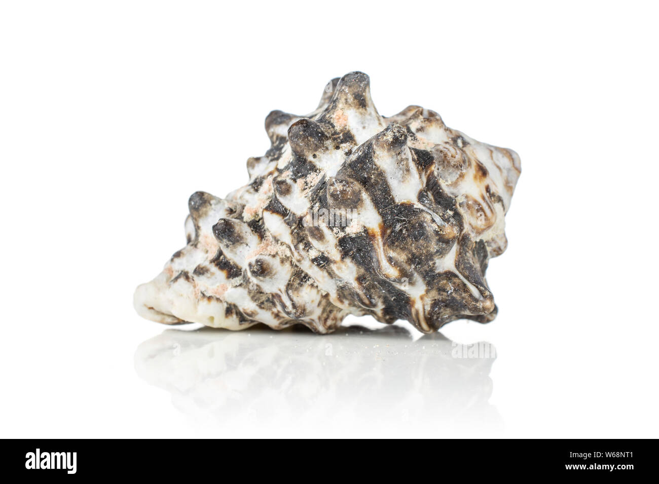 One whole mollusc shell with dark spikes isolated on white background ...