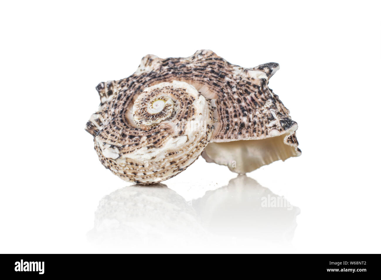 One whole mollusc shell with short spikes isolated on white background ...