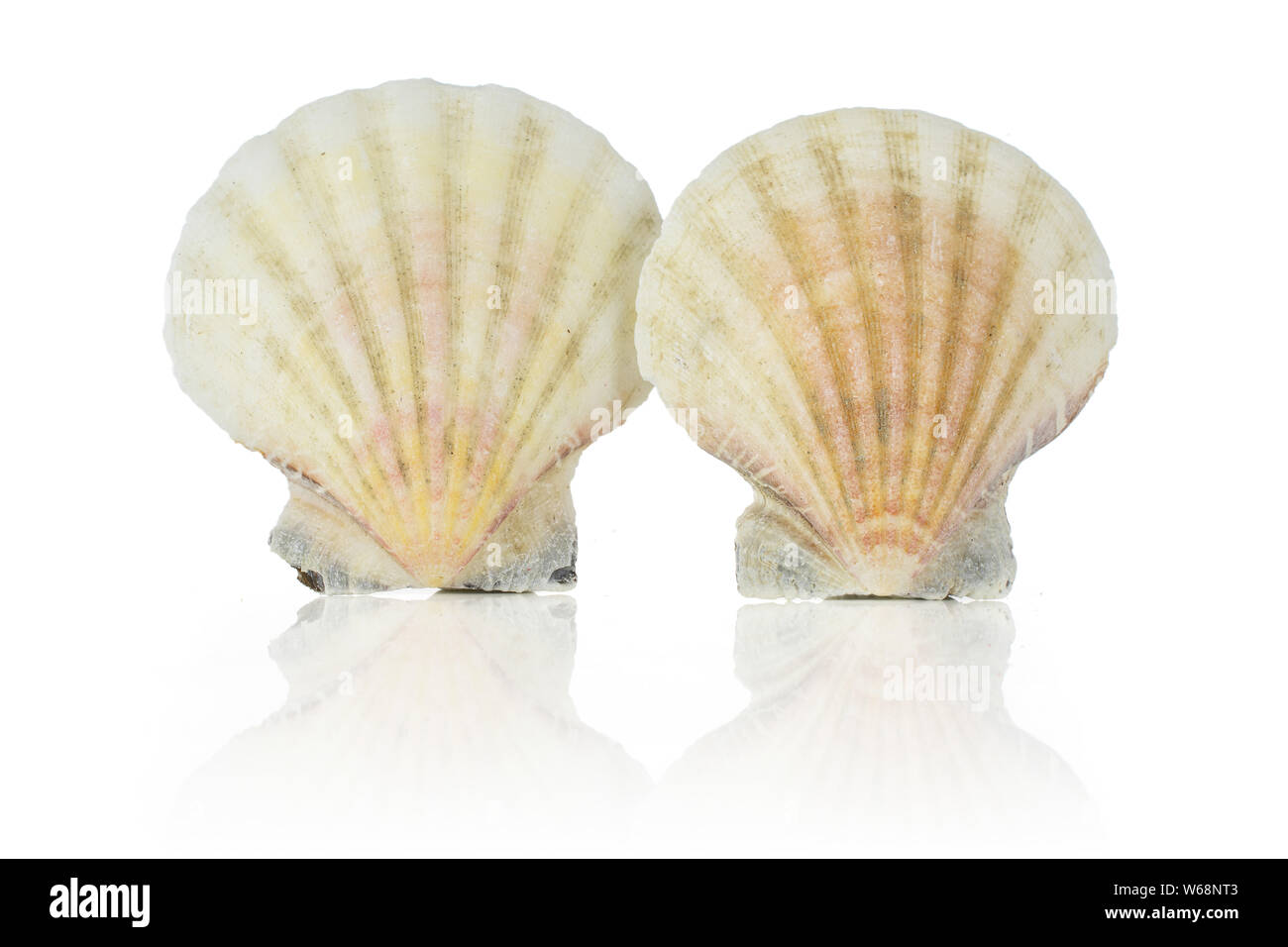 Group of two whole hard mollusc shell isolated on white background ...