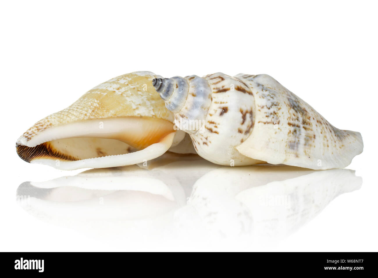 Group of two whole hard mollusc shell conic isolated on white ...