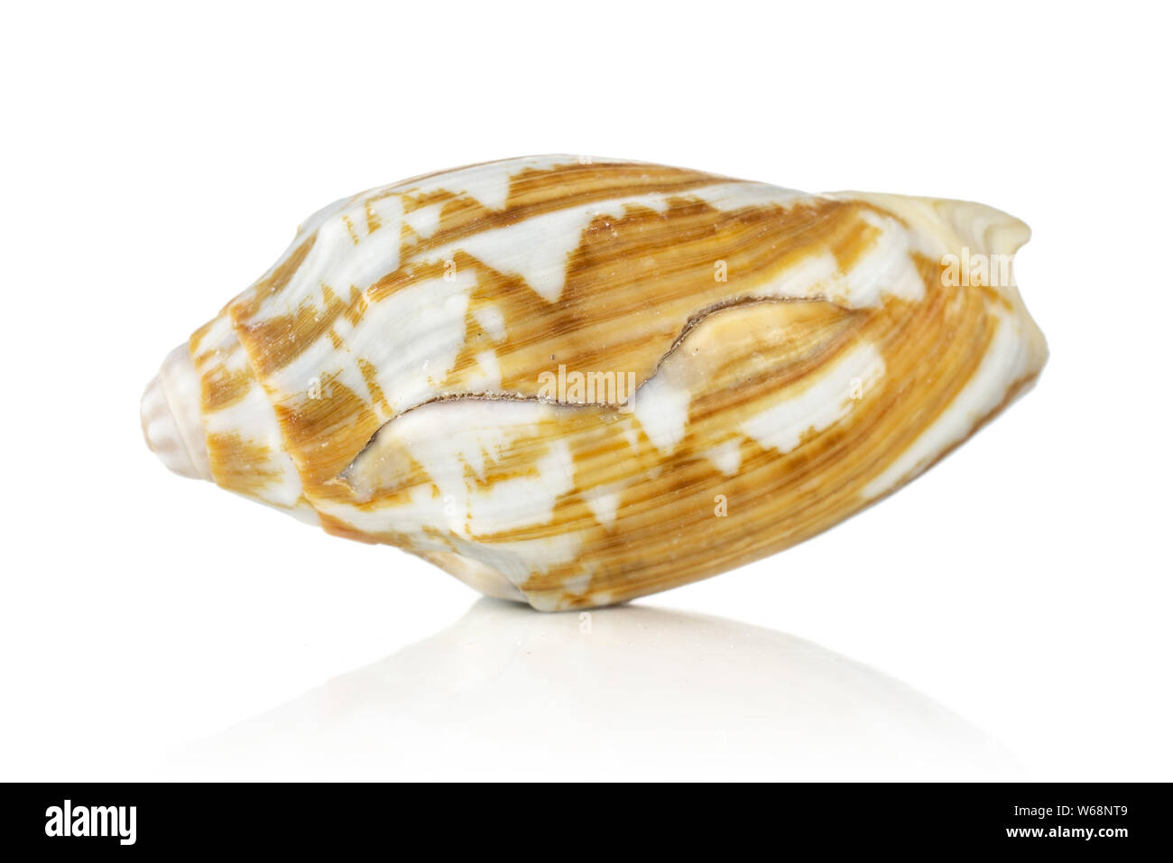 One whole mollusc shell spotted isolated on white background Stock ...