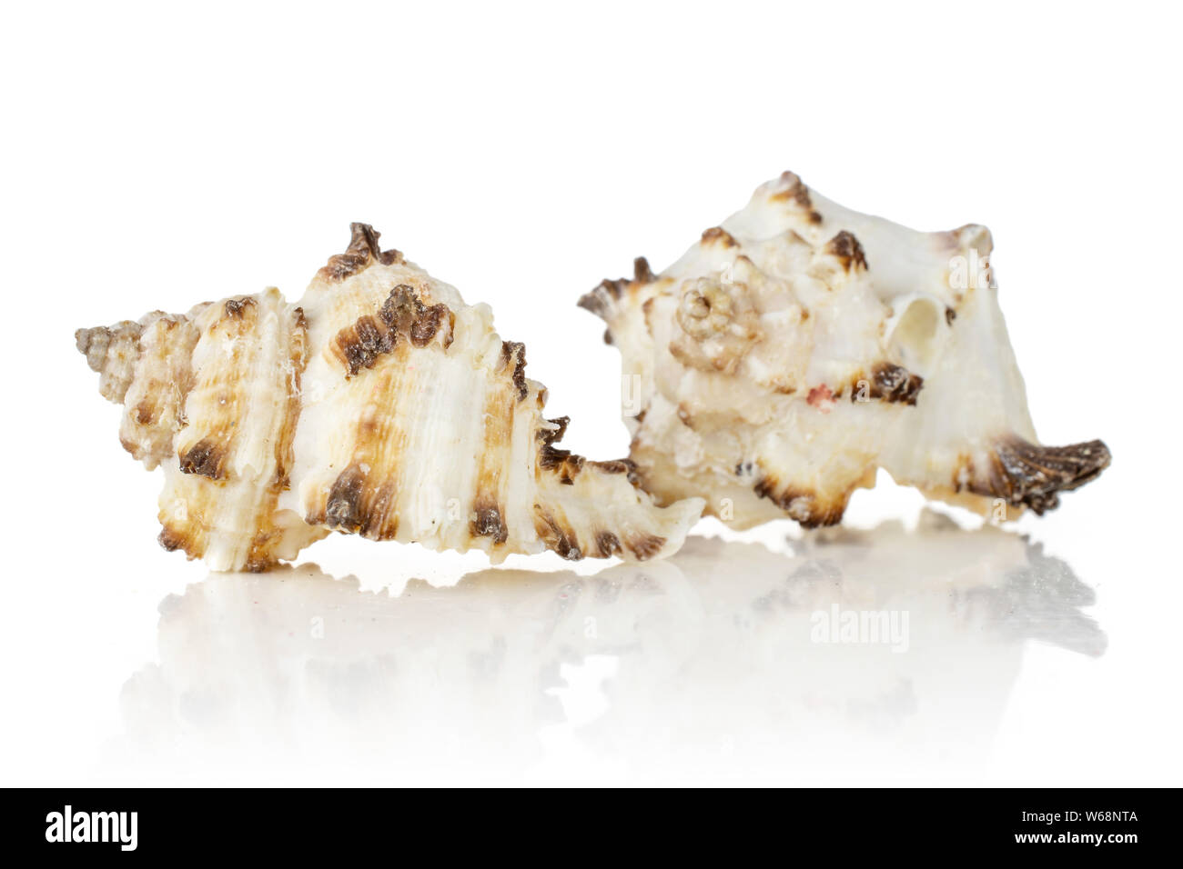 Group of two whole prickly mollusc shell with ocher spikes isolated on ...