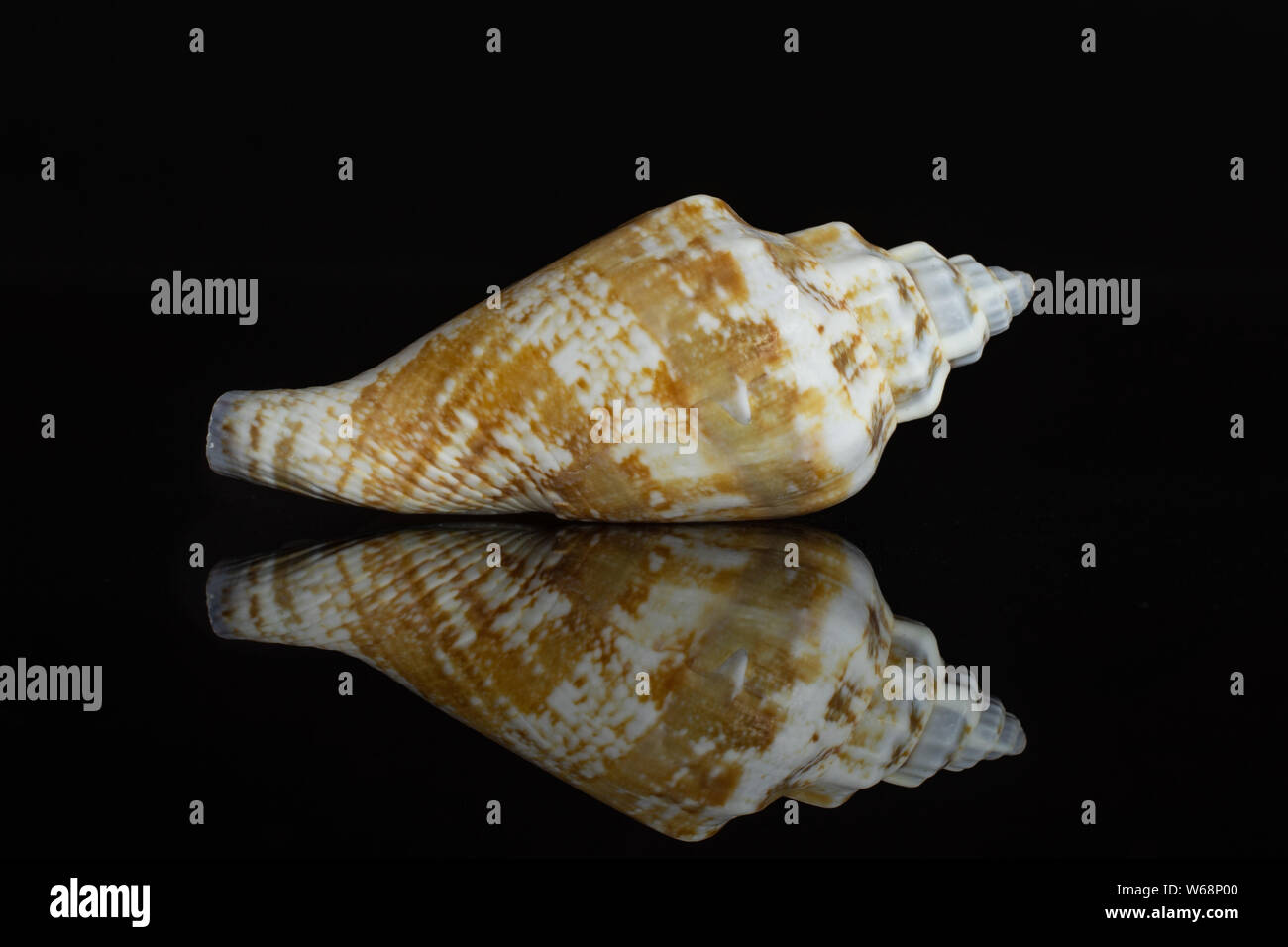 Conic shell hi-res stock photography and images - Alamy