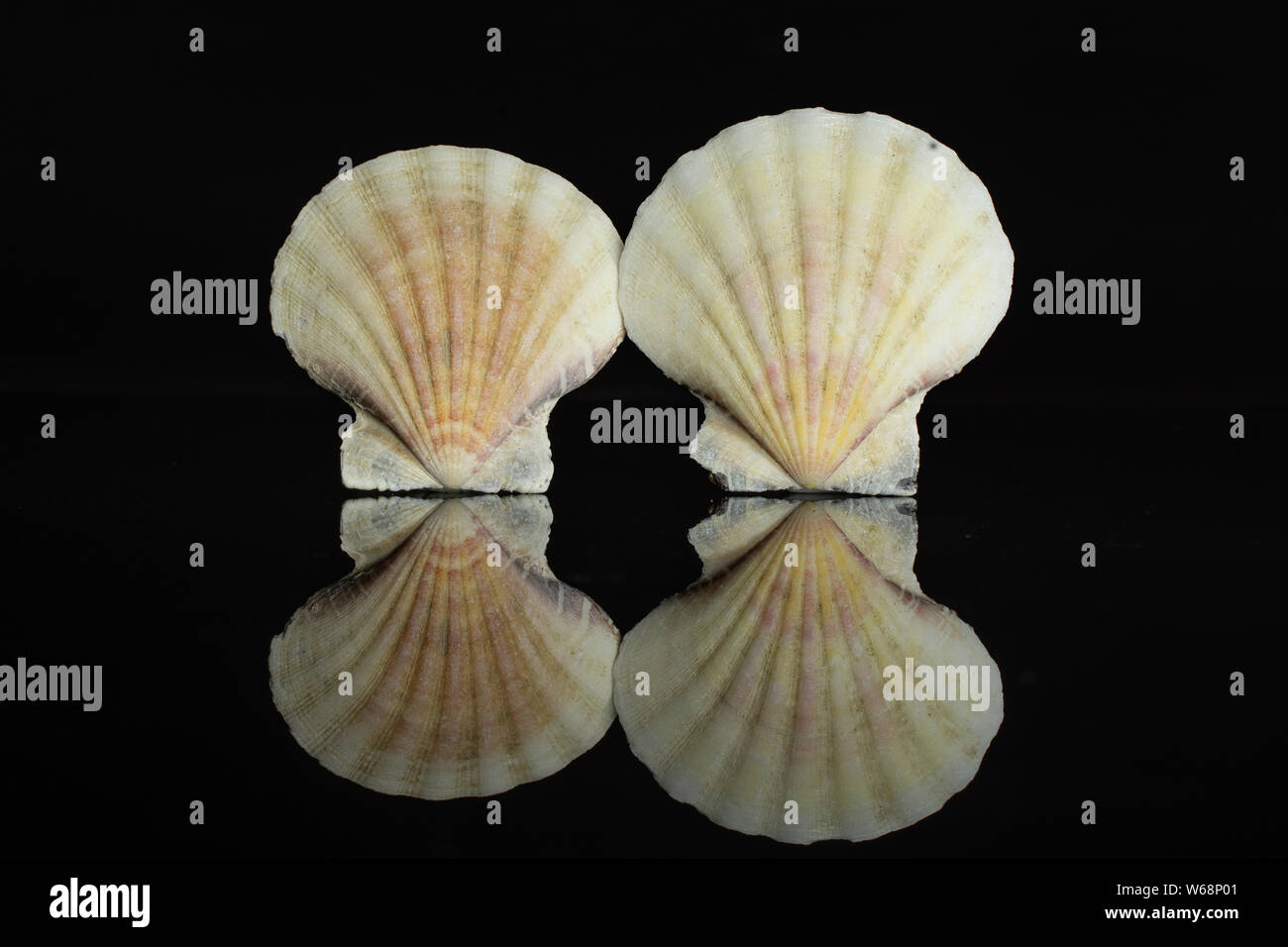 Group of two whole mollusc shell bivalvia isolated on black glass Stock ...