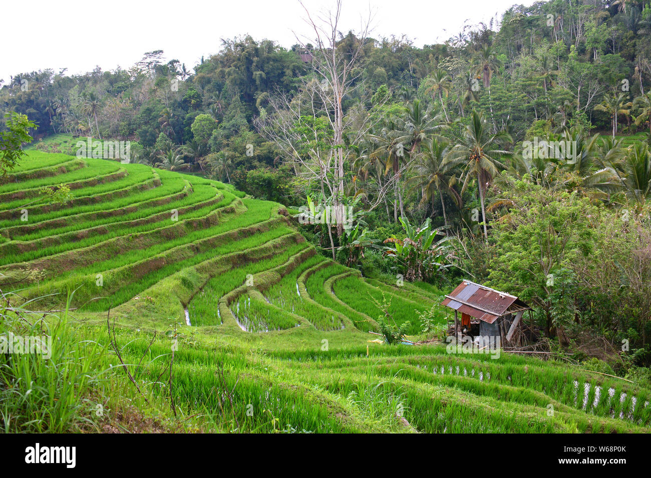 Rice terrace, Bali, Indonesia, Asia Stock Photo - Alamy