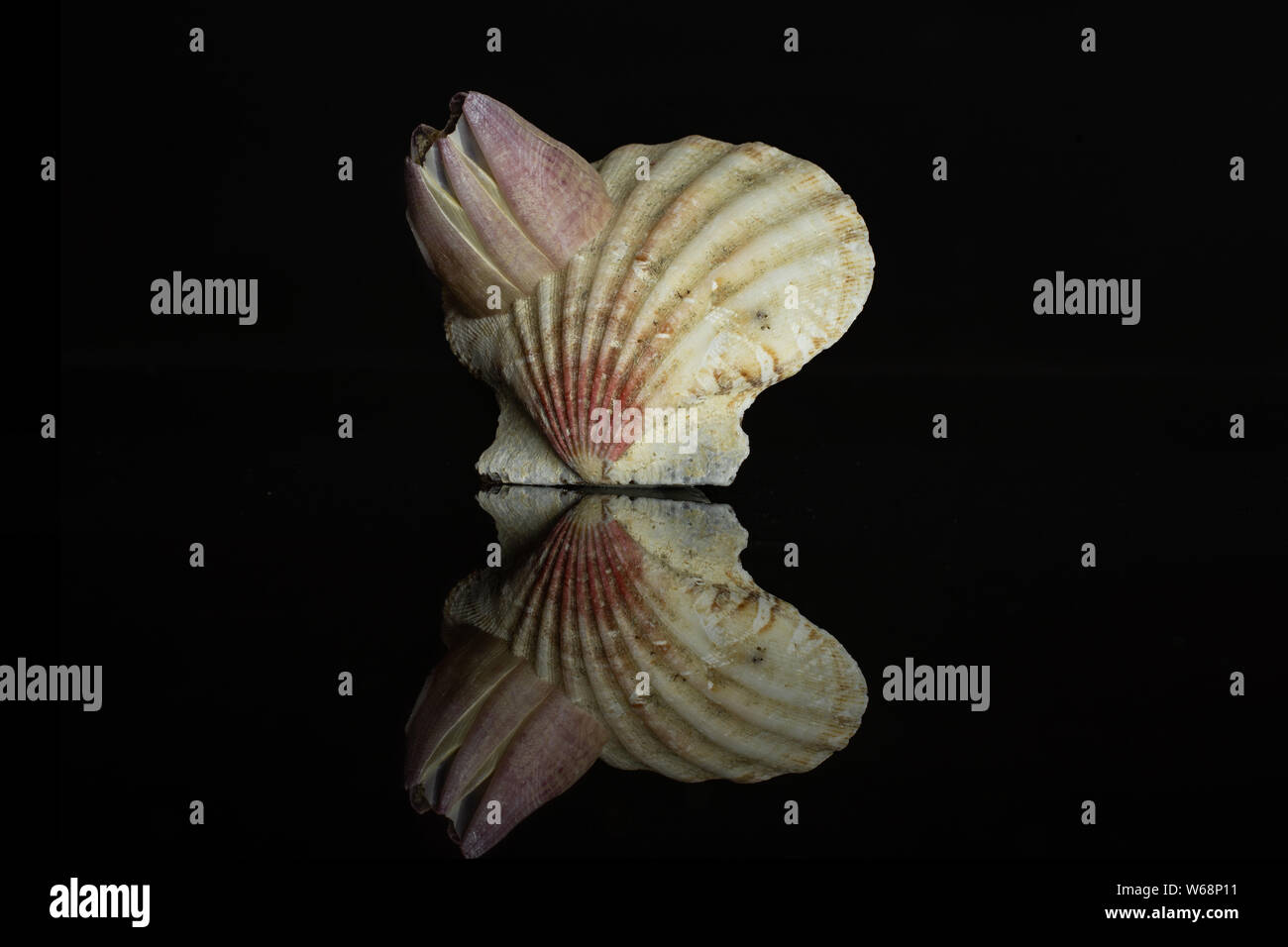 One whole mollusc shell bivalvia with violet edge isolated on black ...
