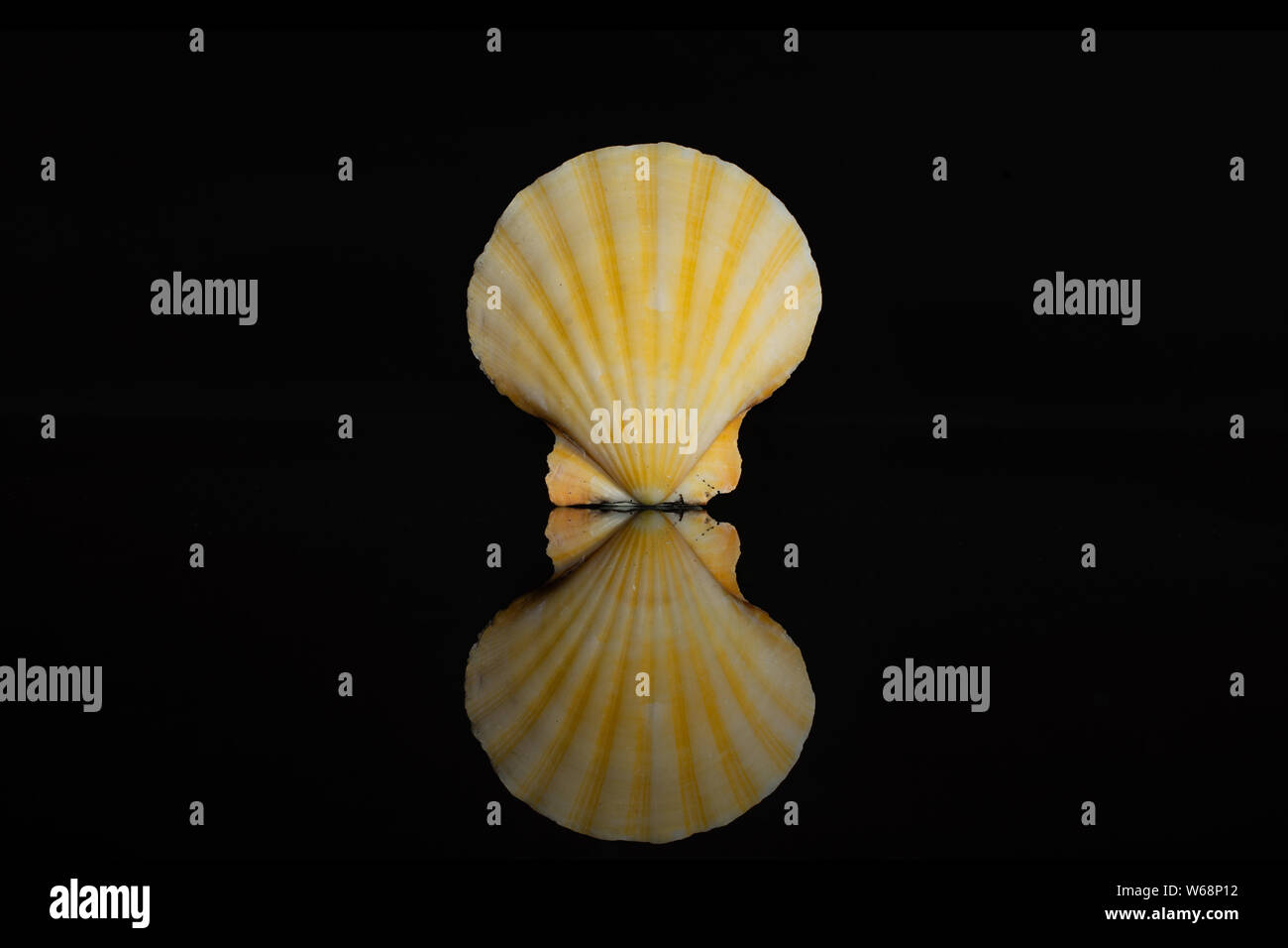 One whole yellow mollusc shell isolated on black glass Stock Photo - Alamy