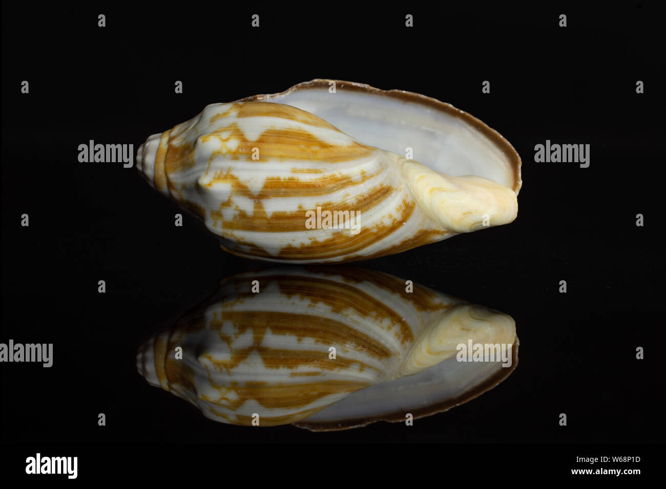 One whole mollusc shell empty isolated on black glass Stock Photo - Alamy
