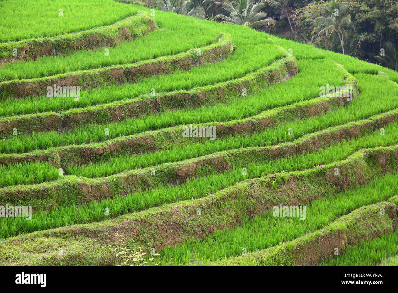 Rice terrace, Bali, Indonesia, Asia Stock Photo - Alamy