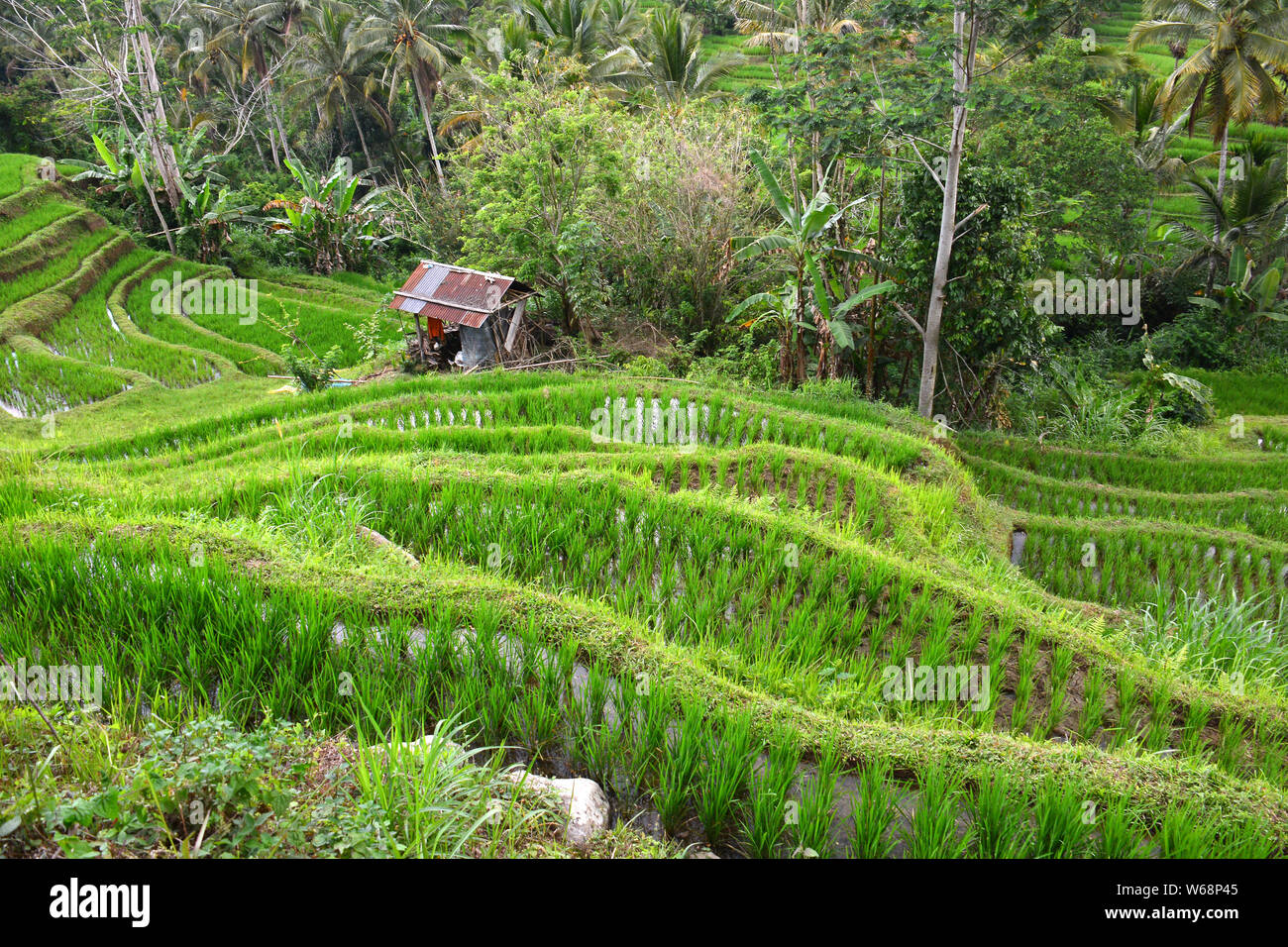 Rice terrace, Bali, Indonesia, Asia Stock Photo - Alamy