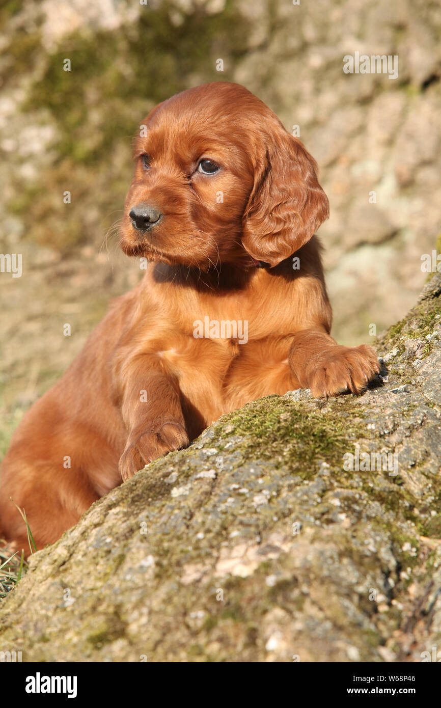 Irish Red Setter Puppy sitting in nature Stock Photo - Alamy