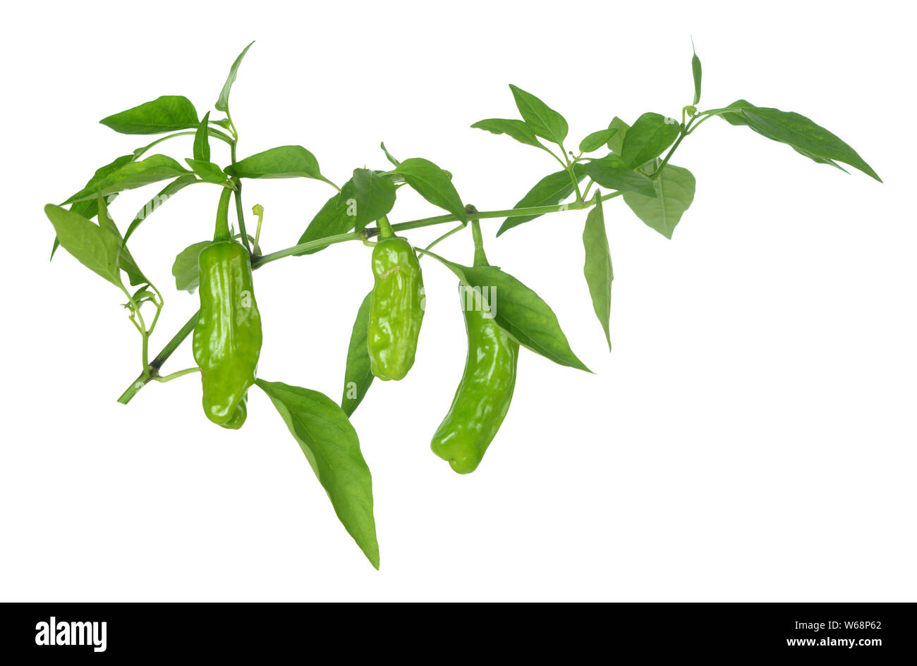 a branch green Charleston pepper isolated on white Stock Photo - Alamy