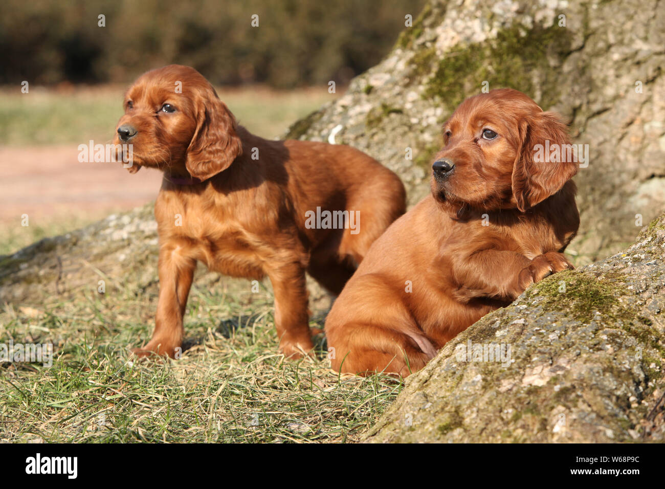 Irish Red Setter Puppies Sitting In Nature Stock Photo Alamy Irish Red Setter Puppies Sitting In Nature Stock Photo Alamy
