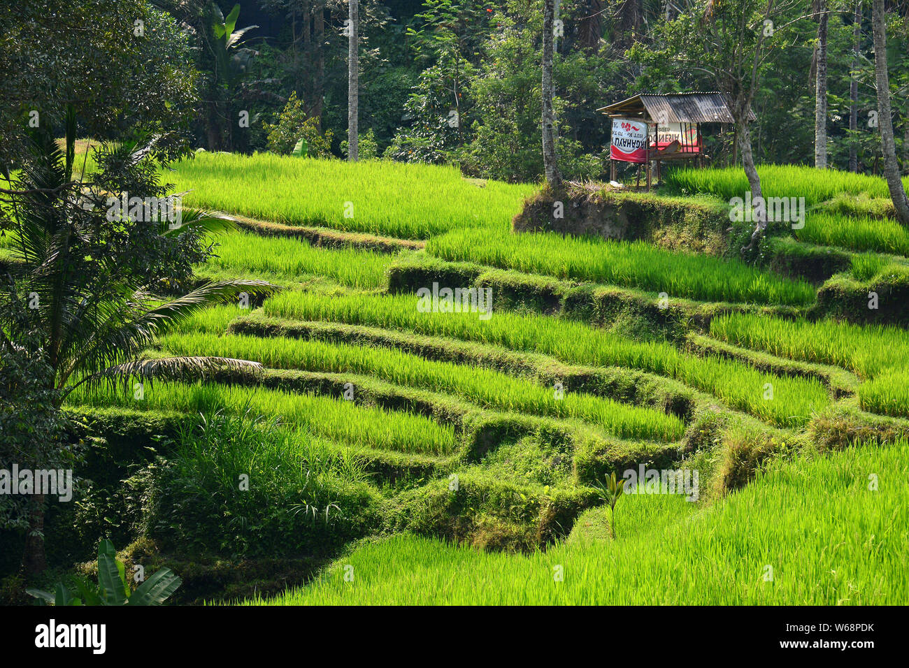 Rice terrace, Bali, Indonesia, Asia Stock Photo - Alamy