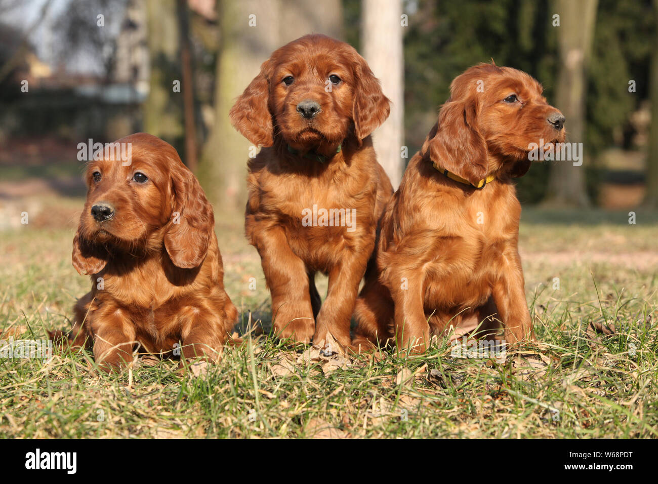 Red setter hi-res stock photography and images - Alamy