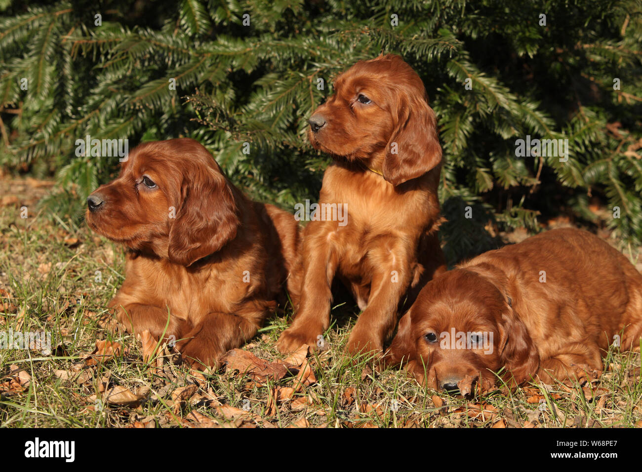 Red setter puppies hi-res stock photography and images - Alamy