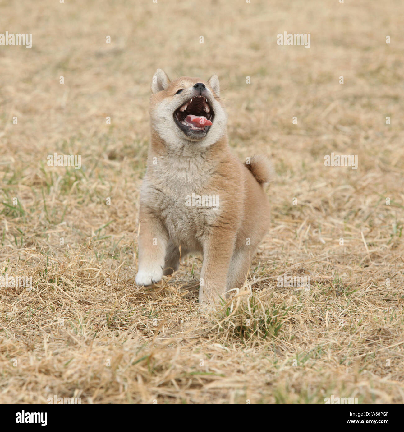 Nice Shiba inu puppy running on yellow grass Stock Photo - Alamy