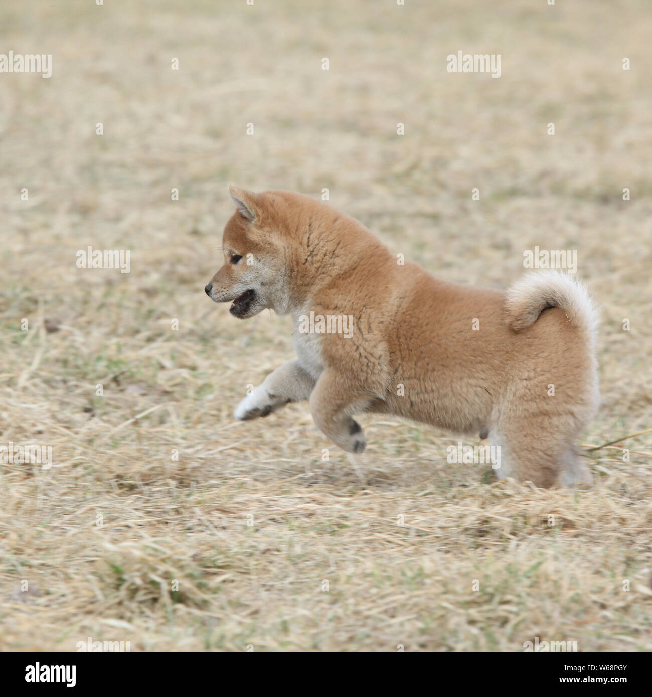 Nice Shiba inu puppy running on yellow grass Stock Photo - Alamy
