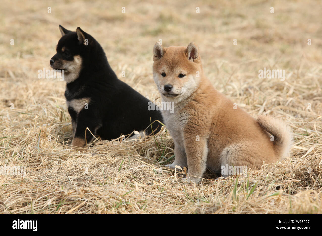 Two puppies of Shiba inu together in nature Stock Photo - Alamy