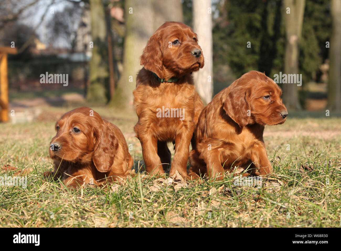 Red Irish Setter Rescue
