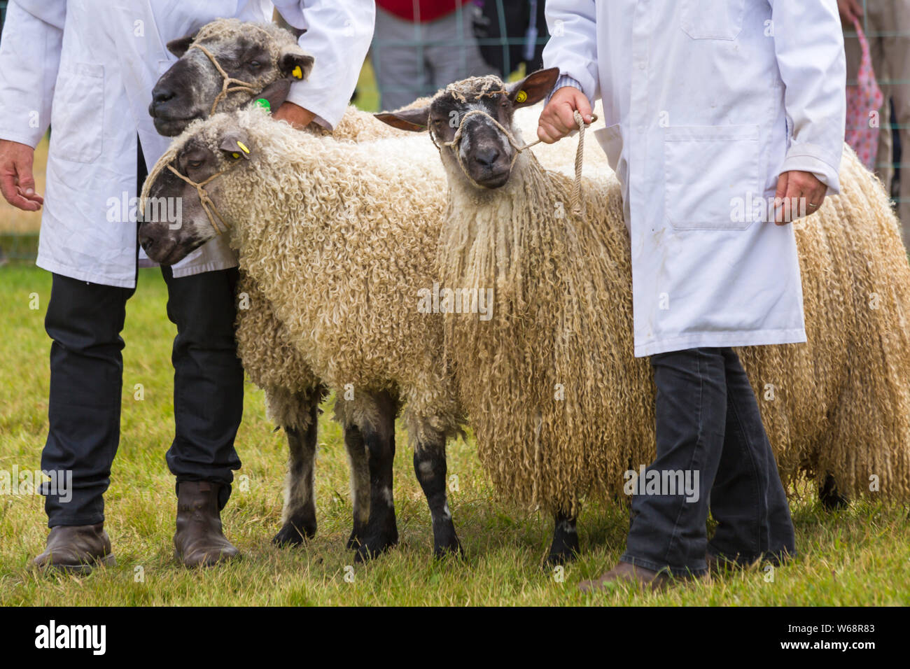 Agricultural and livestock activities hi-res stock photography and ...