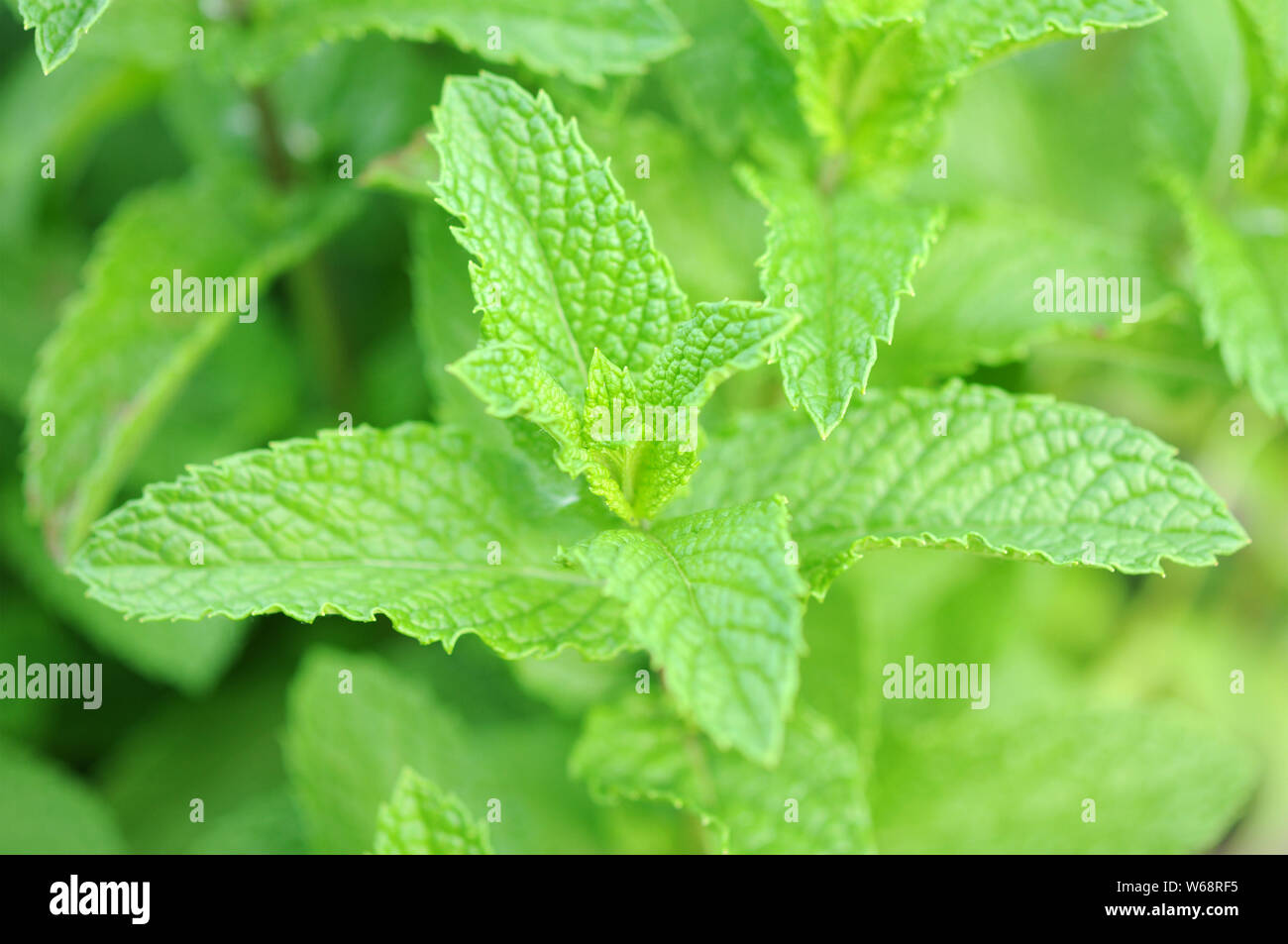 Peppermint trees hi-res stock photography and images - Alamy