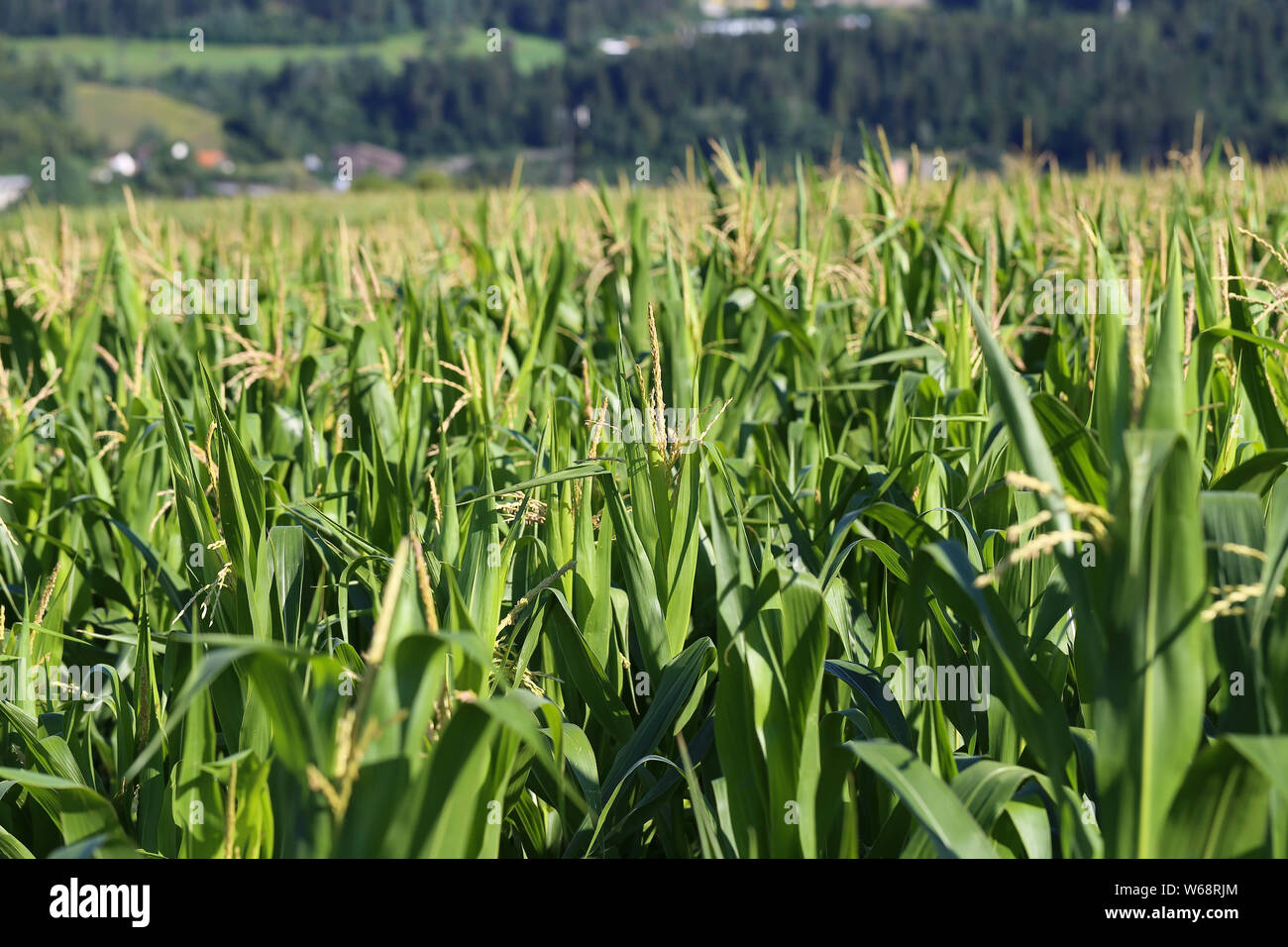 Mais feld hi-res stock photography and images - Alamy