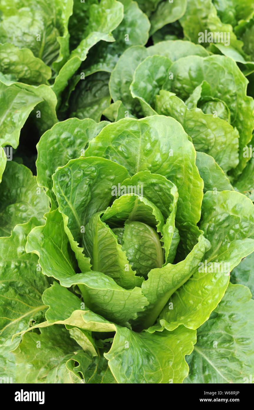top view of roman cabbage trees in garden Stock Photo - Alamy
