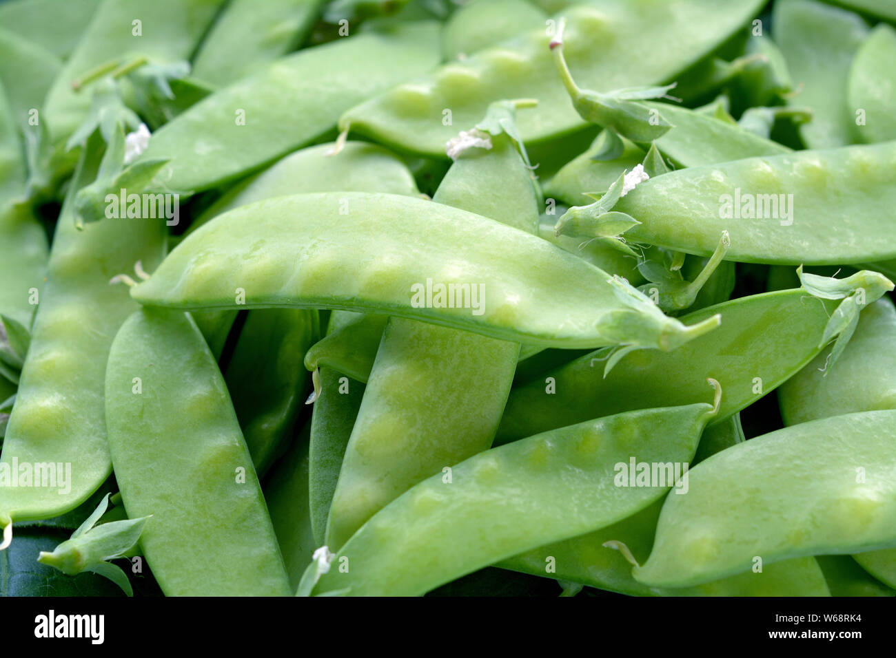 Organic Sugar pea pods (Pisum sativum) for background uses Stock Photo ...