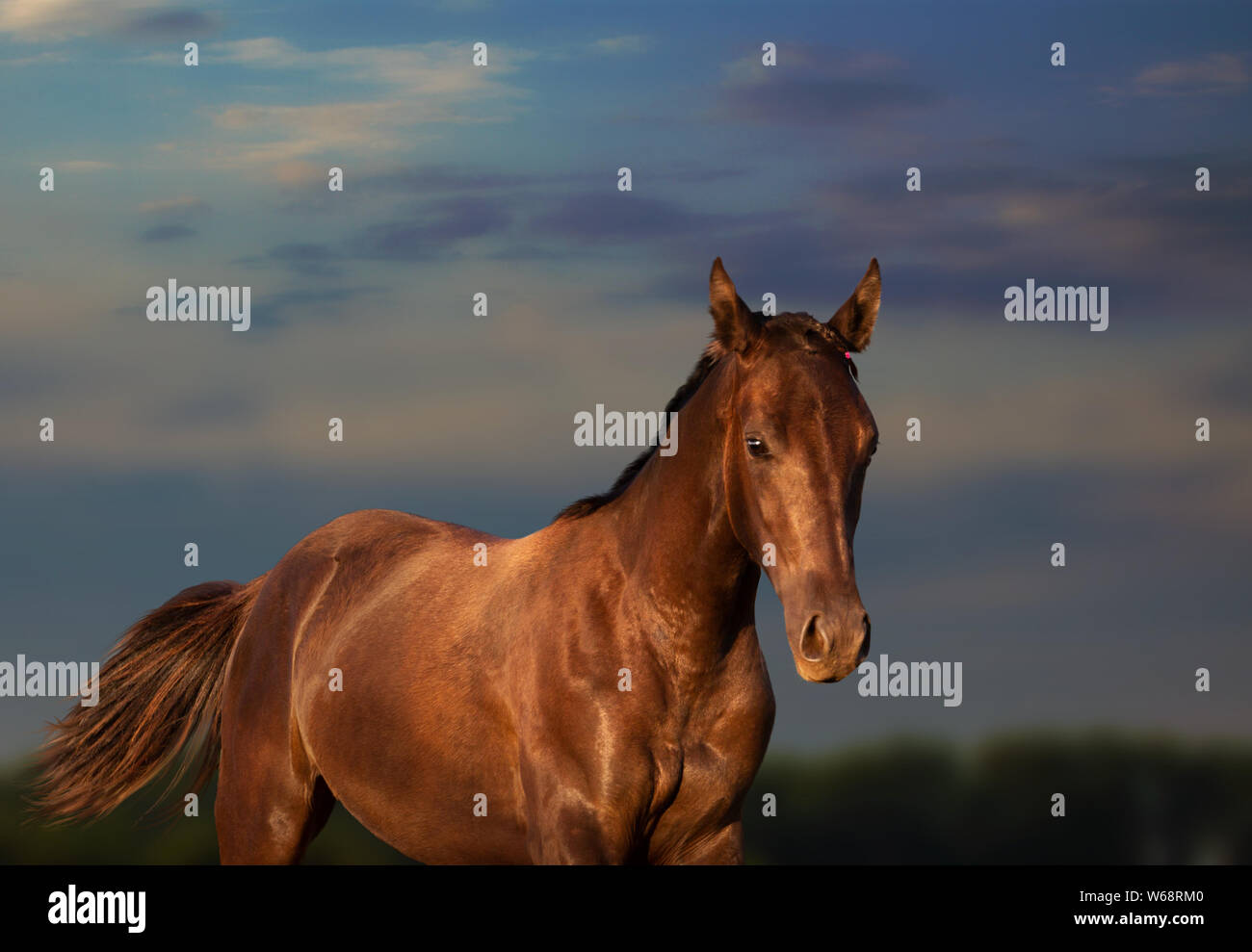 Portrait of the young Akhal-Teke horse on the sky background Stock ...