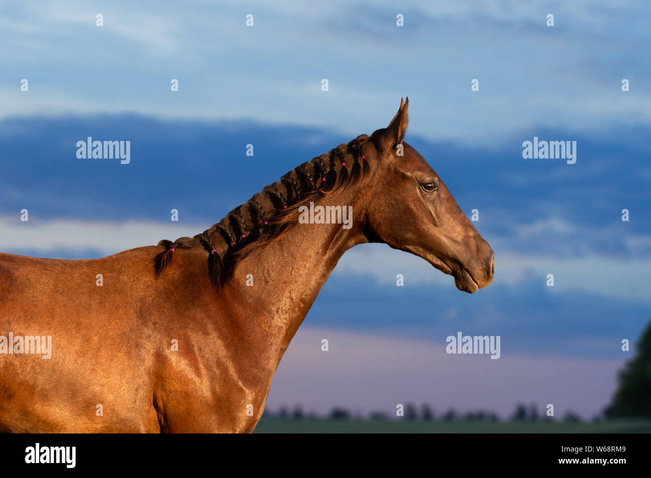Portrait of the young Akhal-Teke horse on the sky background Stock ...