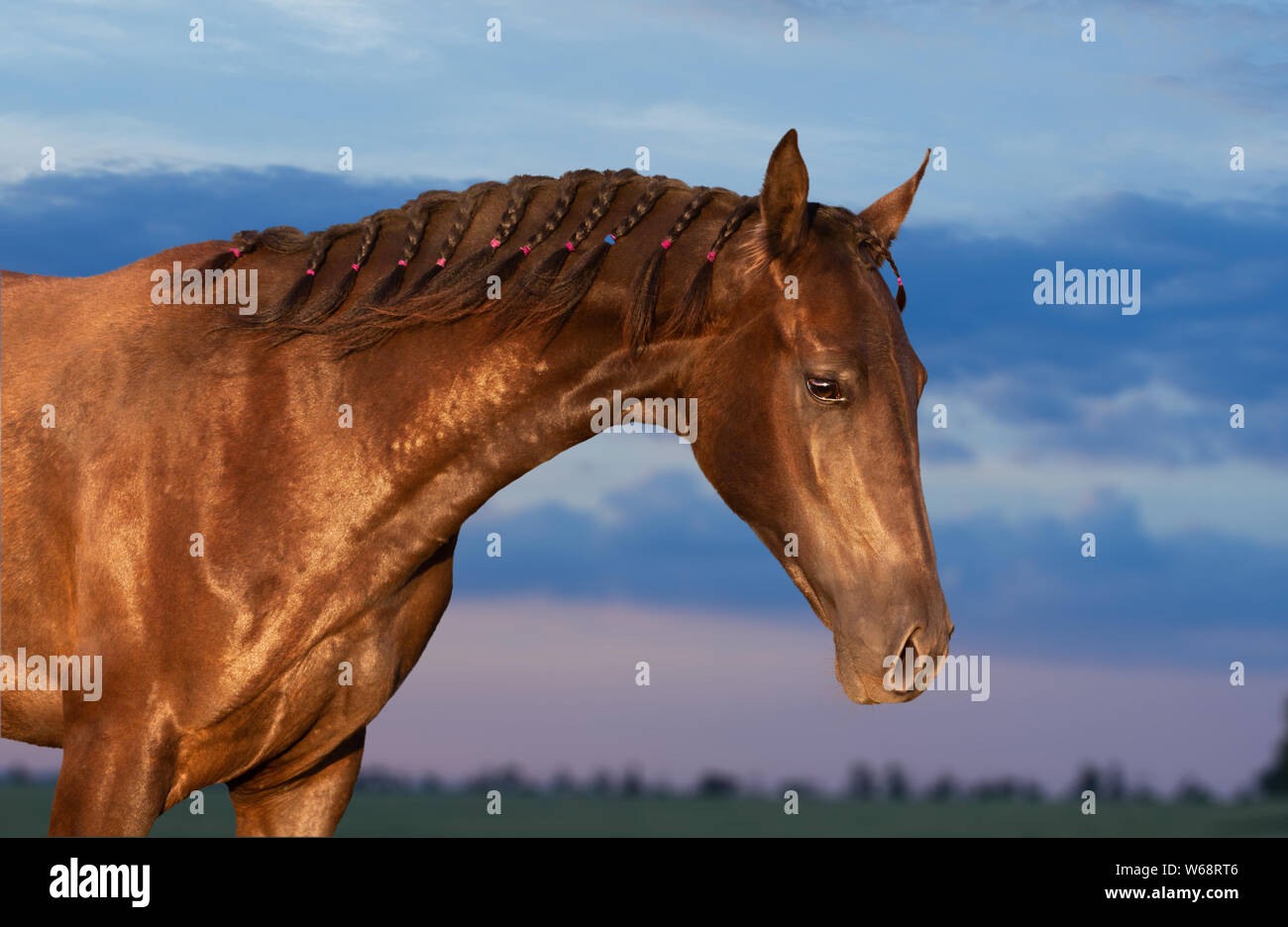 Portrait of the young Akhal-Teke horse on the sky background Stock ...
