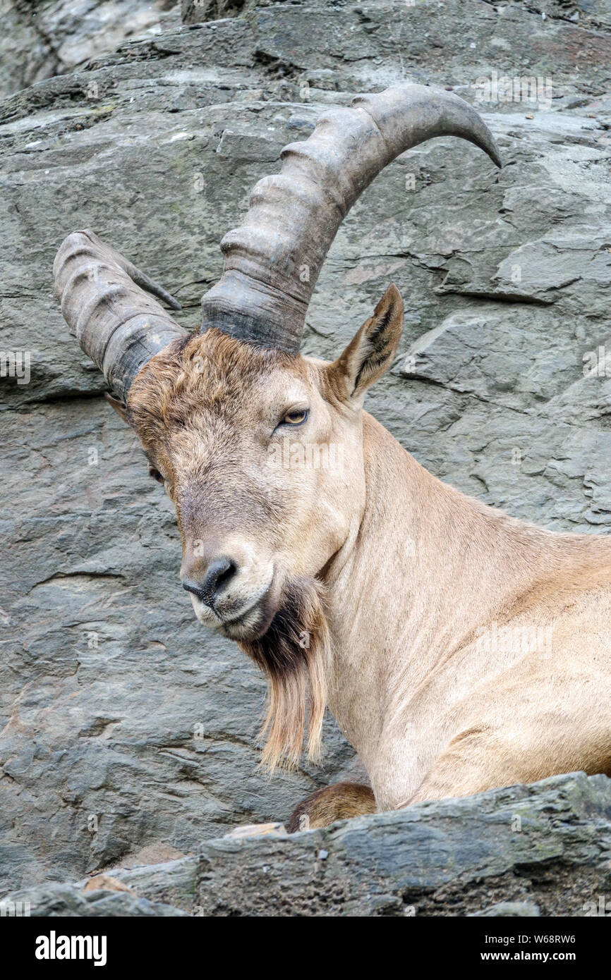 Tur Stock Photos & Tur Stock Images - Alamy