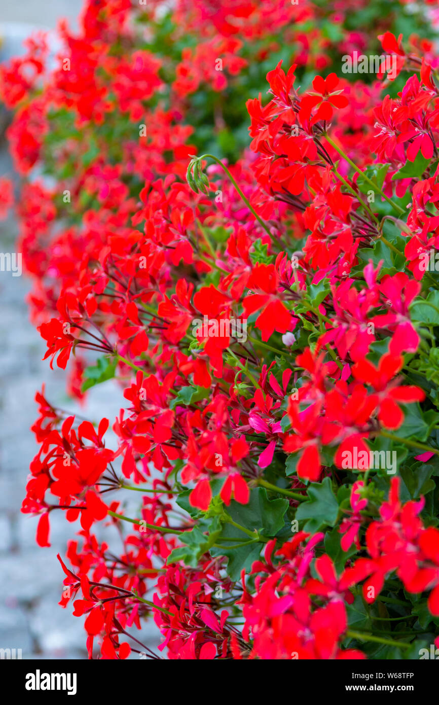 Red geranium flowers, ornamental garden geranium plant in blossom close ...