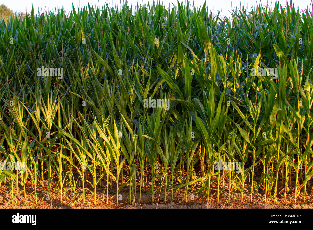 Green farm field with corn plants, organic corn plantations in ...