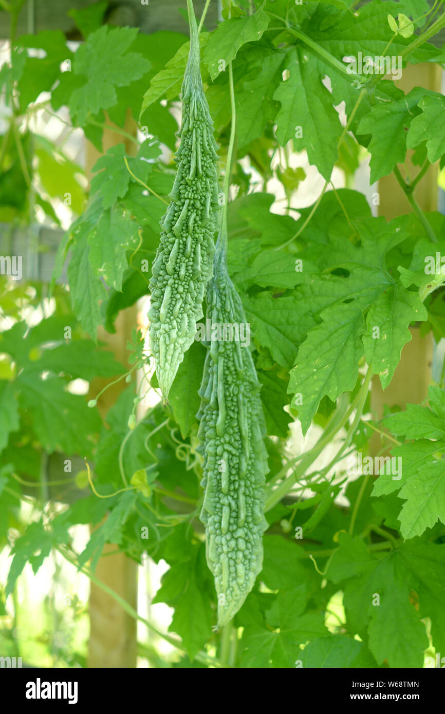 bitter melon on its tree in garden on daytime Stock Photo - Alamy