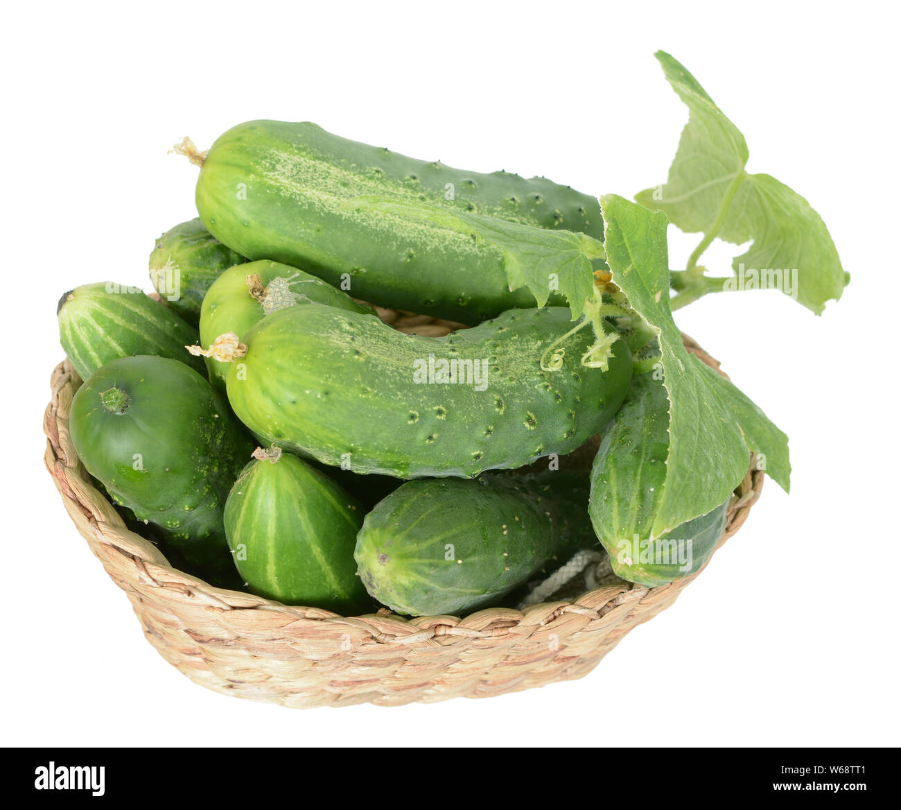 ripe fresh organic pickle cucumber in bamboo basket isolated on white ...